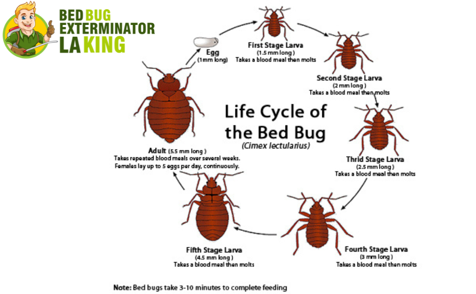 Through Bed Bug Exterminator LA King, Innovative Bed Bug Solutions Now Available in Los Angeles ...